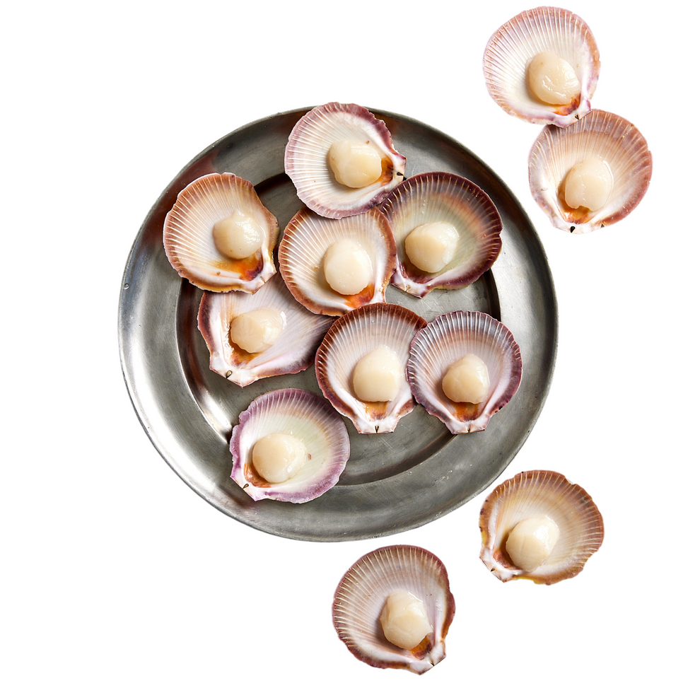 Fish in the Family Wild Caught Large Half Shell Scallop Each – Harris ...