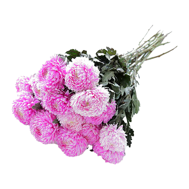 Fresh Flowers | Harris Farm Markets