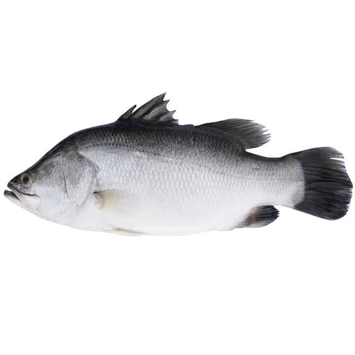 Buy Seafood Online | Seafood Delivery Sydney – Harris Farm Markets